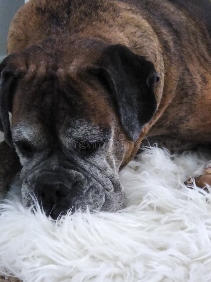 Boxer Dog Napping on White Fur Rug Stock Photo - Image of napping ...