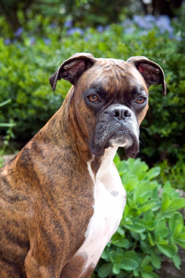 Boxer dog Outside stock photo. Image of purple, color - 7429354