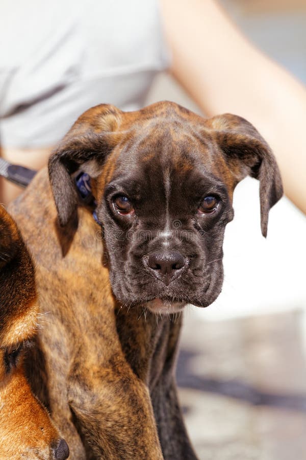 Boxer dog stock photo. Image of pedigree, obedient, breed - 60429374