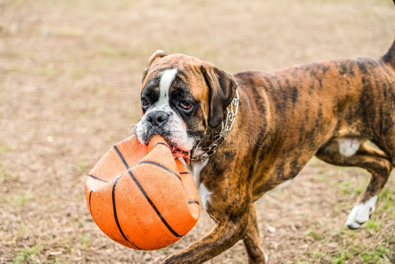 Boxer Dog Playing Ball Closeup in Park Stock Photo - Image of friendly ...