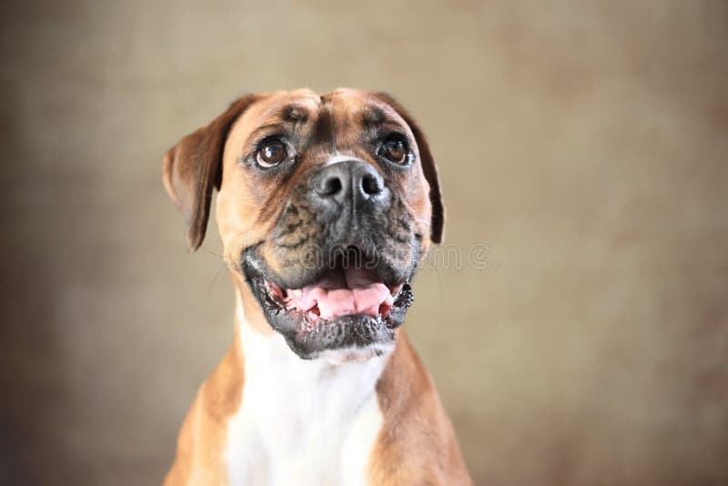Boxer dog stock image. Image of family, space, brown - 76274715