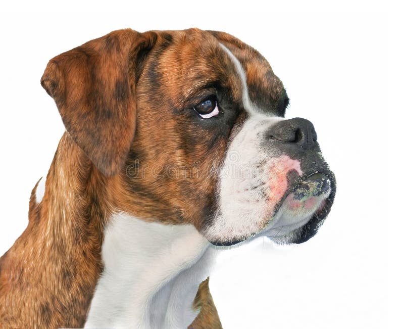 Boxer Dog Profile stock image. Image of adorable, pedigreed - 35768387