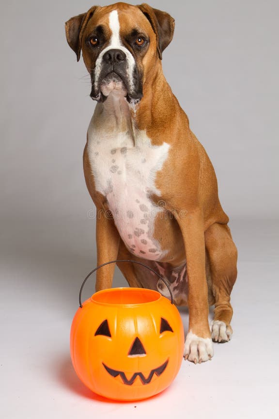 Boxer Dog in with Pumpkin stock image. Image of standing - 21850527