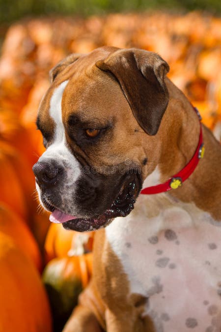 Boxer Dog in Pumpkin Patch stock photo. Image of pumpkin - 21560354