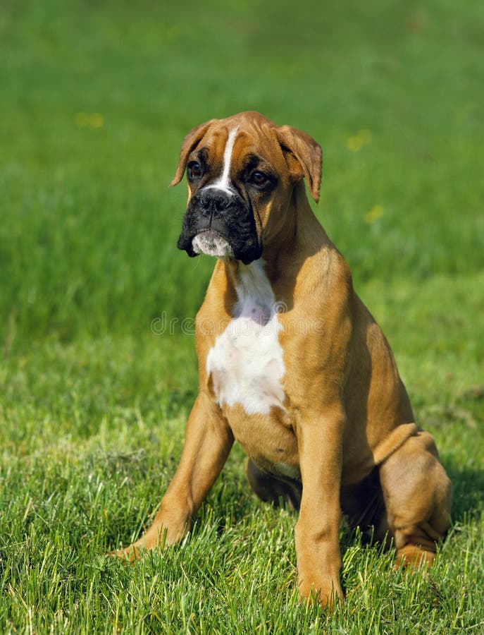 Boxer Dog, Pup Sitting on Grass Stock Photo - Image of puppy, front ...