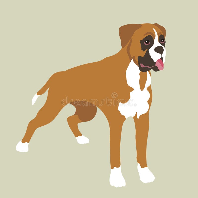 Boxer Dog Breed Profile Flat Style Stock Vector - Illustration of ...