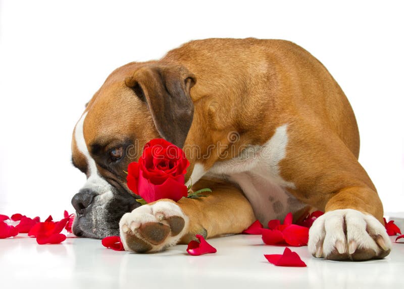 Boxer Dog Red Rose stock photo. Image of petals, boxer - 23249304