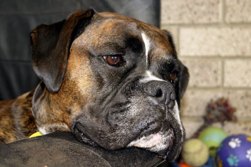 Boxer Dog Relaxing stock photo. Image of missing, lovable - 274088