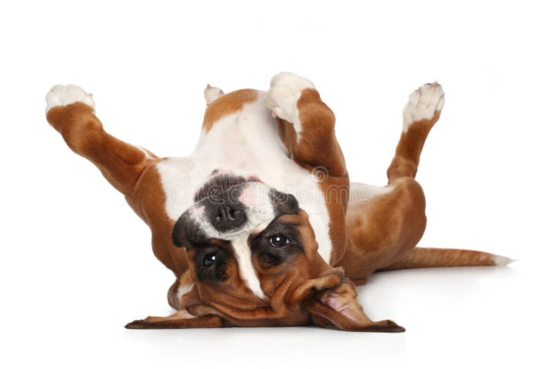 Boxer Dog Resting on White Background Stock Image - Image of indoor ...