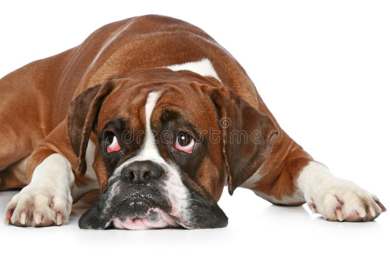 German Boxer - Sad Puppy Dog Stock Image - Image of eyes, sorrowful ...