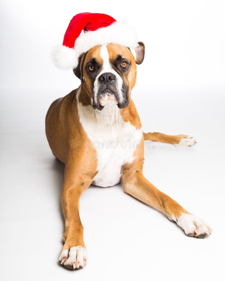 Boxer Dog in Santa Hat stock image. Image of curious - 28326369