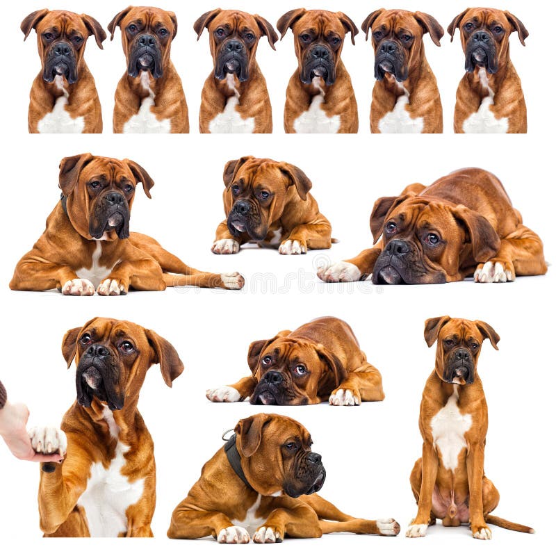 Sad Boxer Dog Looking Isolated Stock Photo - Image of large, domestic ...