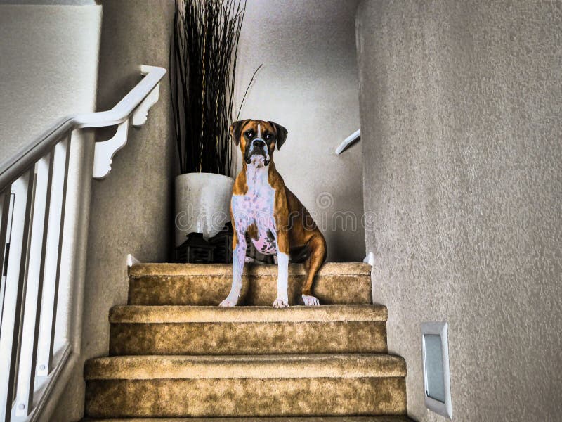 Boxer Dog Sitting on the Indoor Stairs of a House Stock Image - Image ...