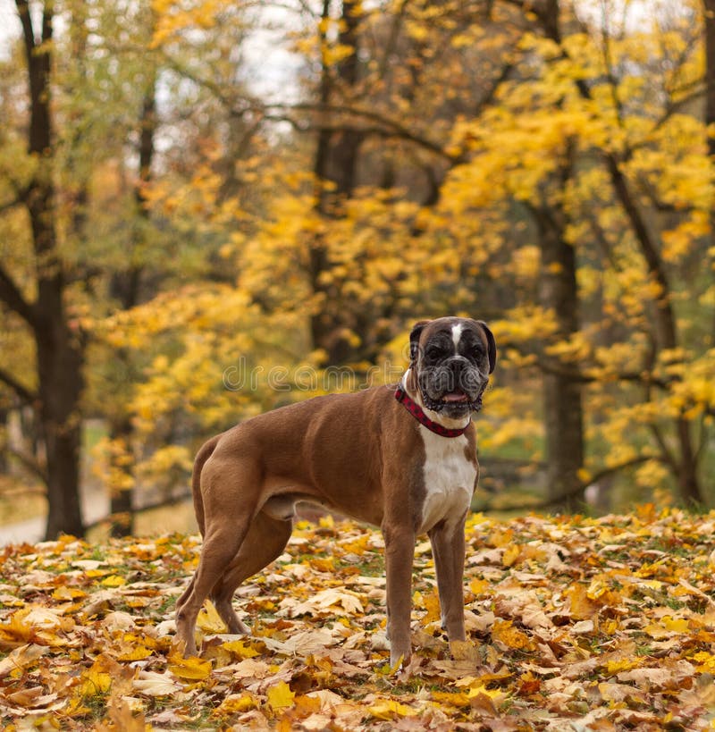 Boxer Dog Sitting in a Pile of Leaves. Stock Photo - Image of sitting ...