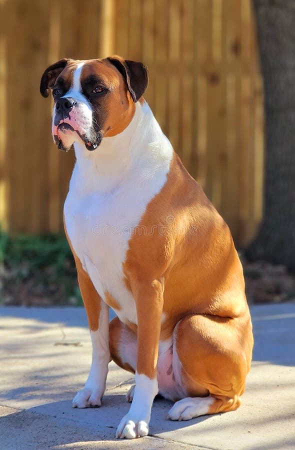 Boxer Dog Sitting and Posing Stock Image - Image of camera, puppy ...