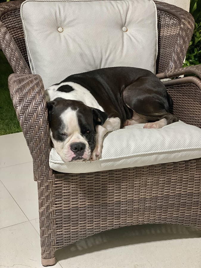 Cachorro Dormindo Meme Stock Photos - Free & Royalty-Free Stock Photos ...