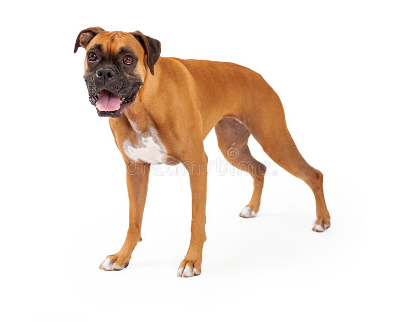 Boxer Dog Standing and Looking into Camera Stock Image - Image of ...