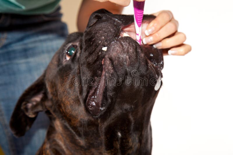 Boxer dog teeth cleaning stock image. Image of animal - 17115533