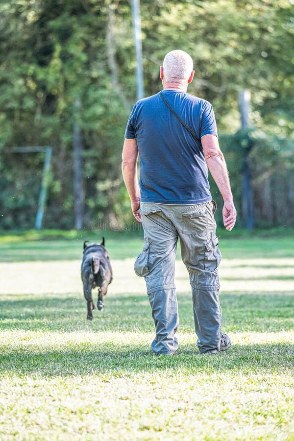 Boxer Dog Training Near His Owner Legs during the Dog Obedience Course ...