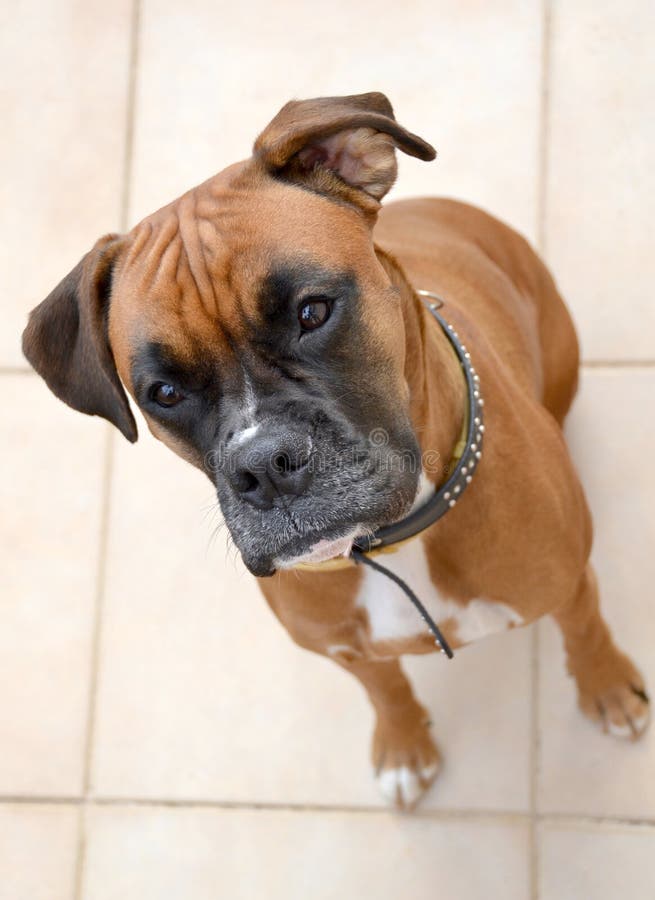 Boxer Dog Waiting for a Treat Stock Image - Image of puppy, garden ...