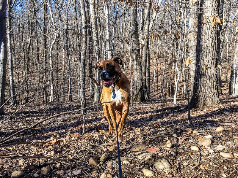 Dog Prancing in the Autumn Woods Stock Photo - Image of exploring ...