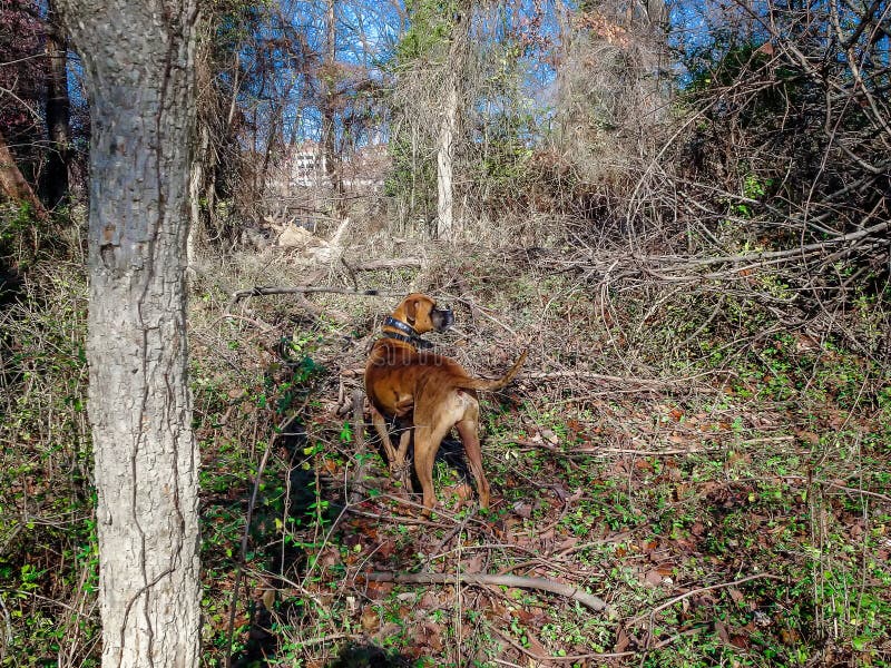 Dog Walking on a Path in the Woods Stock Photo - Image of boxer, nature ...