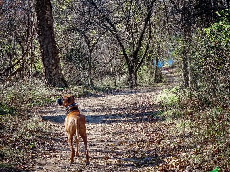 Dog Exploring in the Forest during Winter Stock Photo - Image of beauty ...