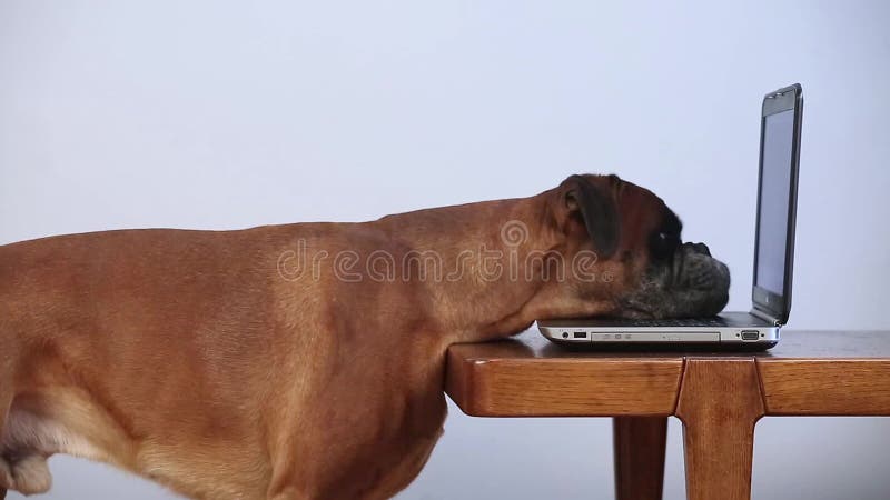 Boxer Dog Stock Footage & Videos - 704 Stock Videos