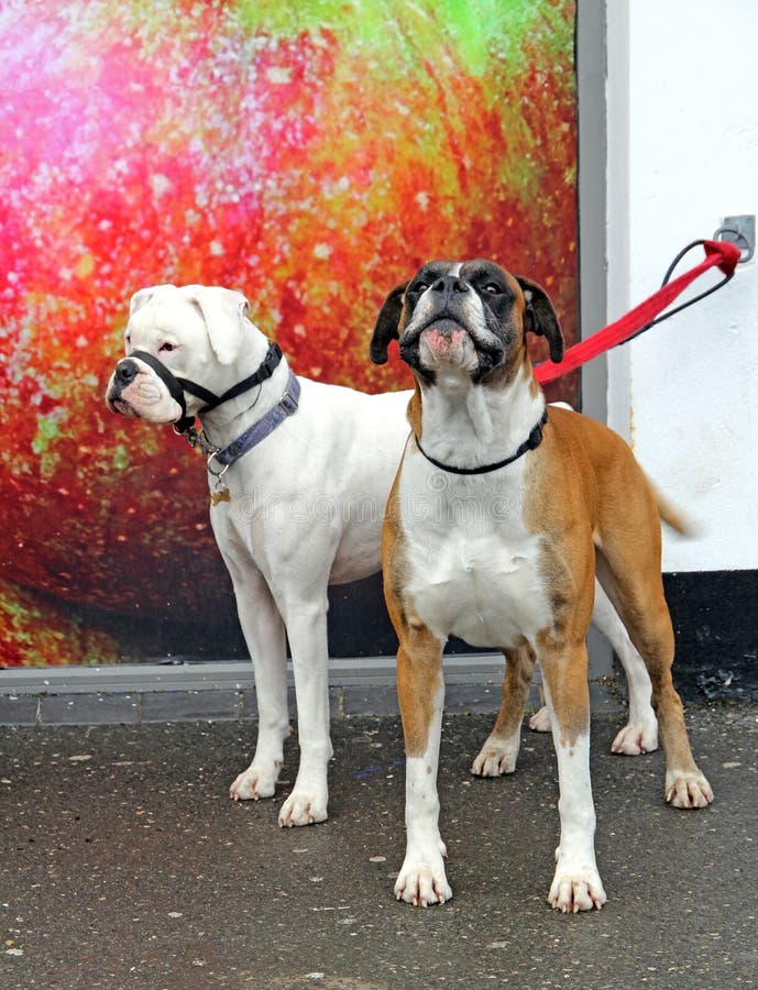 Boxer dogs stock photo. Image of legs, canine, lead, guard - 37710280