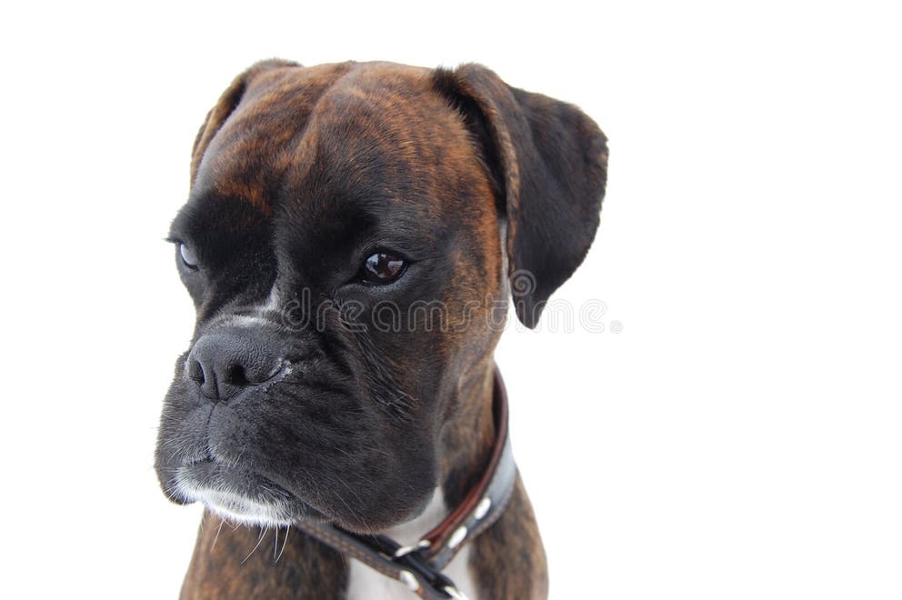 Boxer face stock image. Image of watching, looking, collar - 9163237