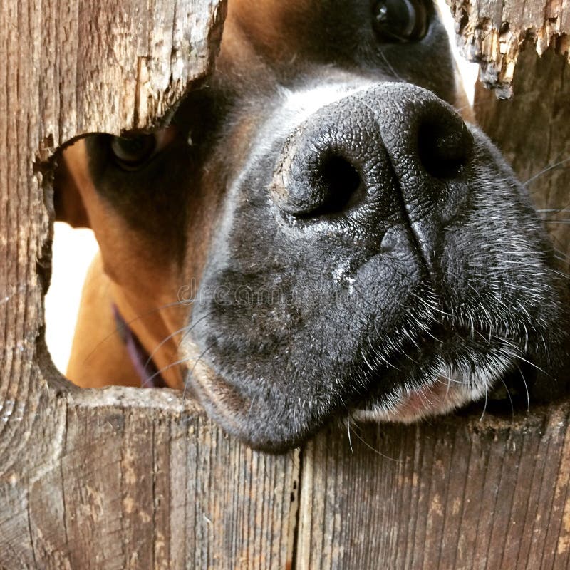 Sad boxer dog face stock photo. Image of noise, eyes - 104566358