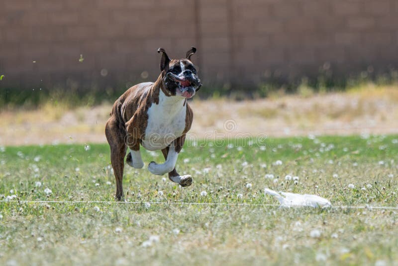 Boxer with His Lips Flying Chasing a Lure Stock Image - Image of ...