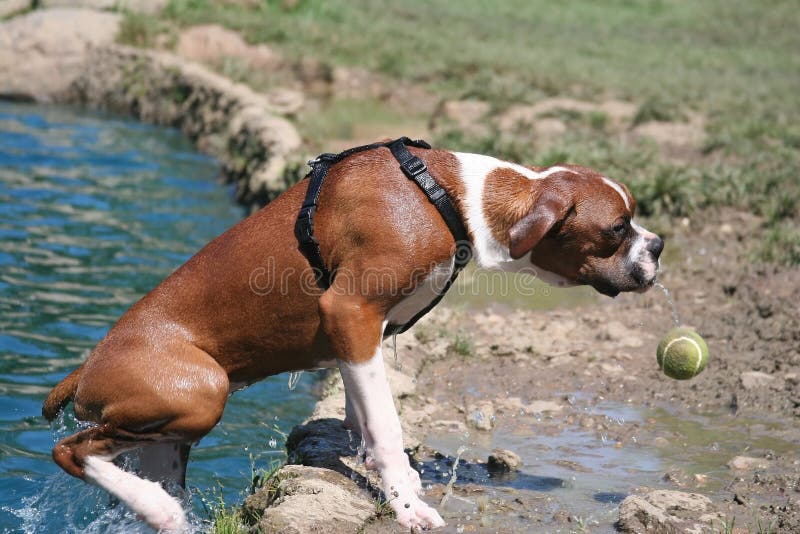 Boxer Fetching Ball from Lake Stock Photo - Image of puppys, lake: 3012534