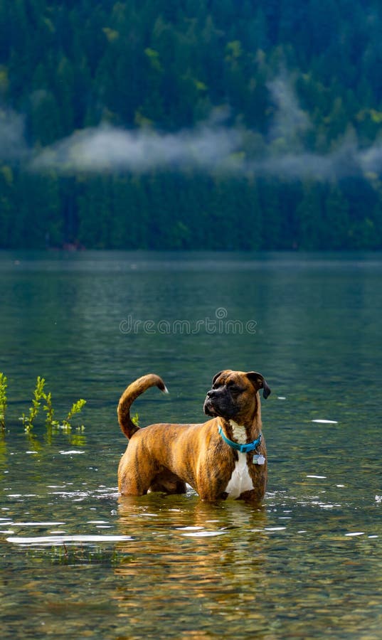 Boxer German Shepherd in the Water of a Pond Stock Image - Image of ...