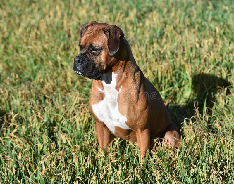 Boxer in the green field stock photo. Image of cute - 139327932