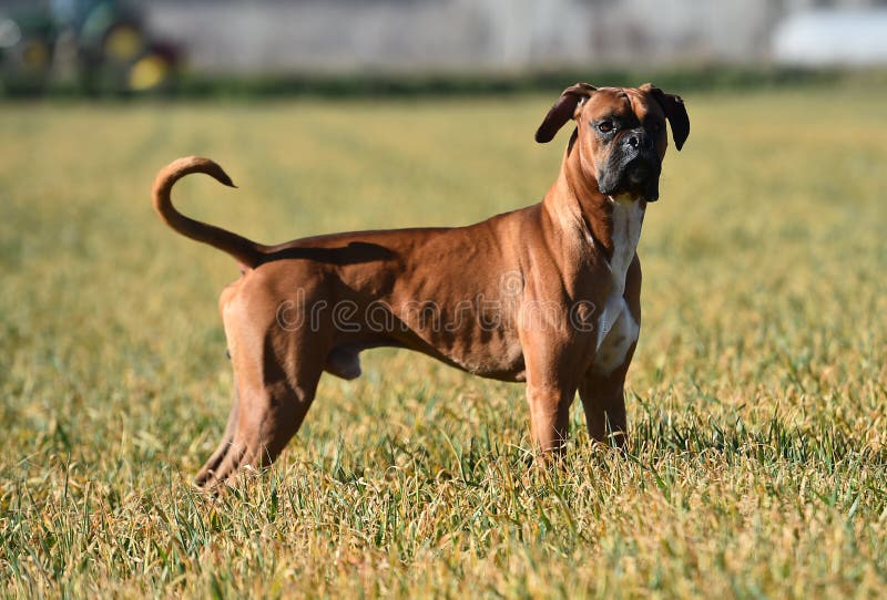 Boxer in the green field stock photo. Image of cute - 139328510