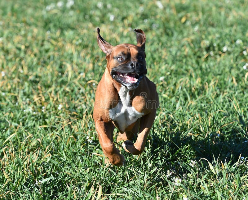 Boxer in the green field stock photo. Image of boxer - 139327996