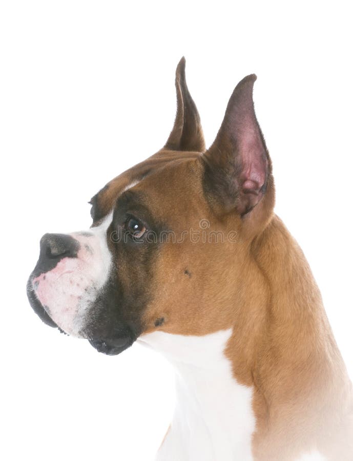 Boxer dog head close up stock photo. Image of doppy, boxer - 26330676