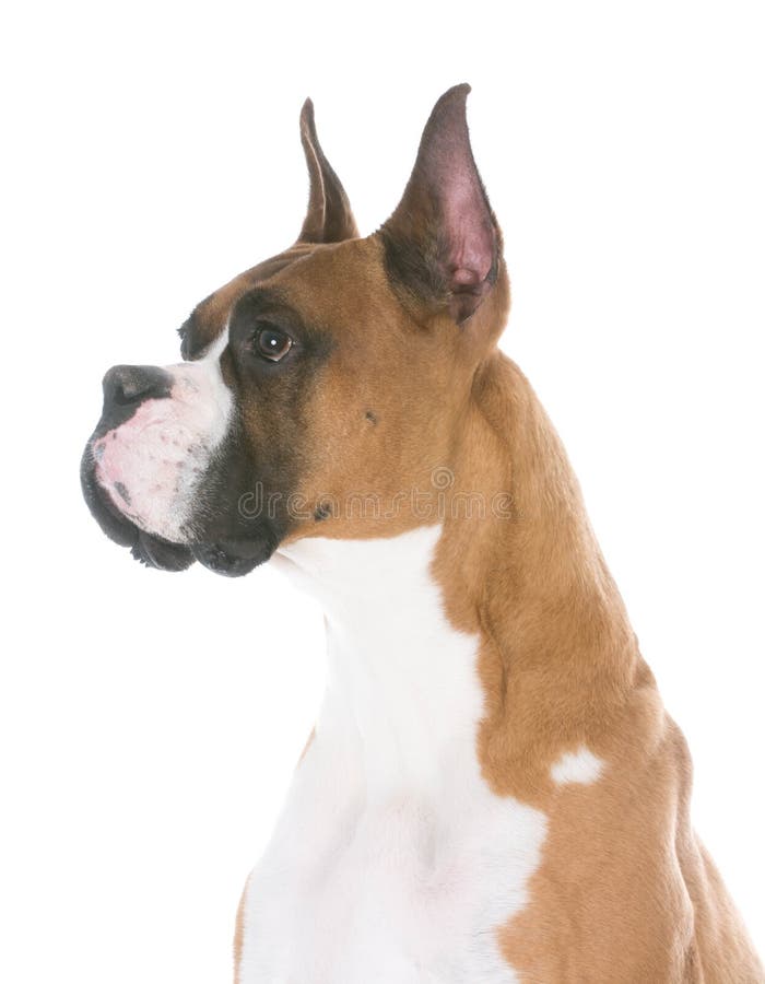 Boxer dog head close up stock photo. Image of doppy, boxer - 26330676