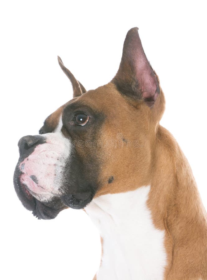 Boxer dog head close up stock photo. Image of doppy, boxer - 26330676