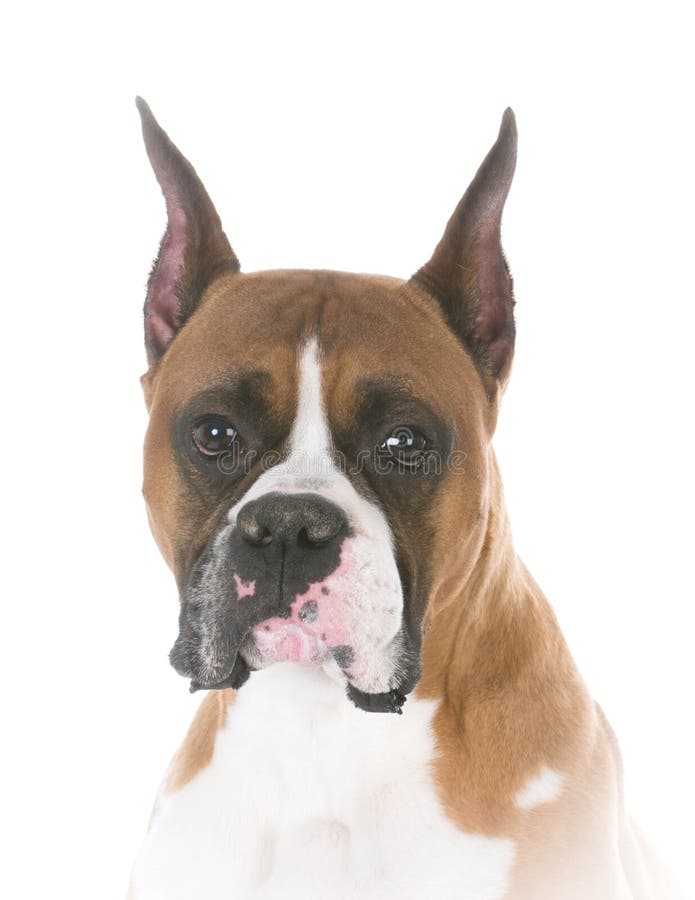 Boxer dog head close up stock photo. Image of doppy, boxer - 26330676