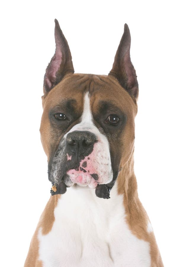Boxer dog head close up stock photo. Image of doppy, boxer - 26330676