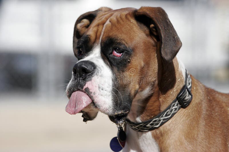 Do Boxers Drool