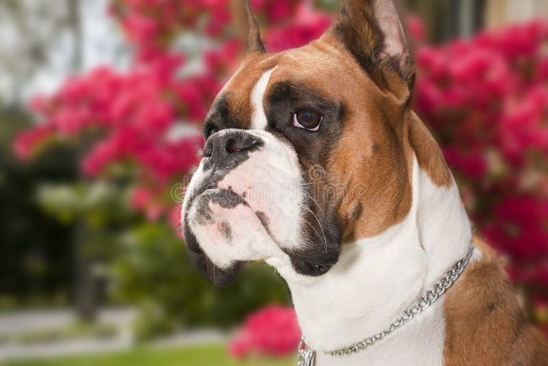 Boxer-Hund stockbild. Bild von kiefer, entzückend, stellring - 27060689