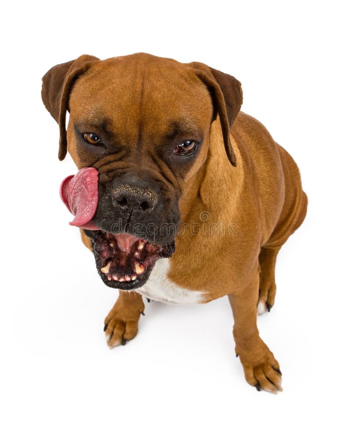 Boxer-Hund Leckt Sich Die Lippen Stockfoto - Bild von öffnung, studio ...