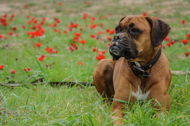 Boxer Lays on a Green Meadow of Red Flowers Stock Photo - Image of ...