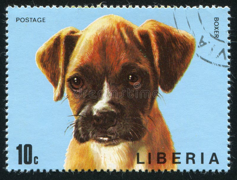 Boxer editorial stock image. Image of mail, message - 141028429