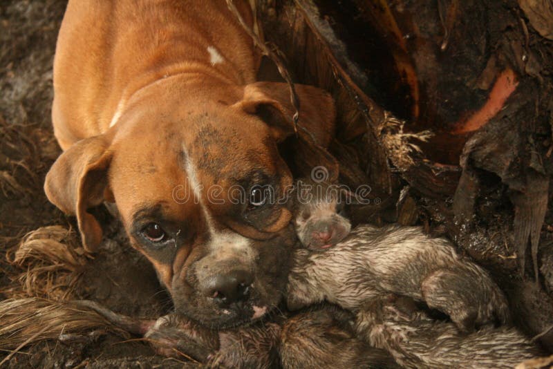 Boxer Mama stock photo. Image of boxer, mother, mama - 41879712