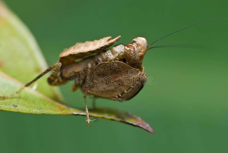 Boxer Mantis stock photo. Image of brown, outdoor, macro - 7842388