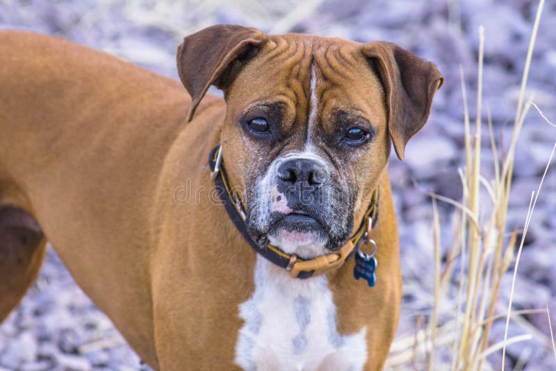 Boxer out and about stock photo. Image of boxer, nature - 85583306